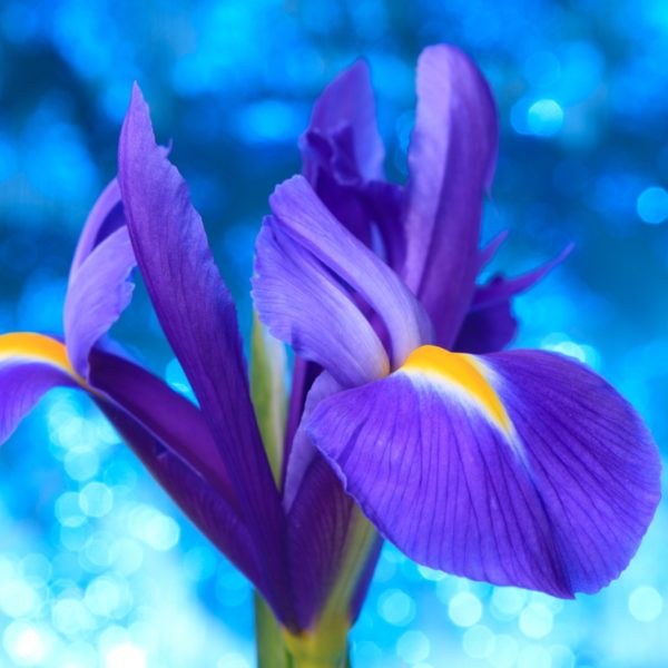 Iris Morado (10 tallos) | FLOREANDO